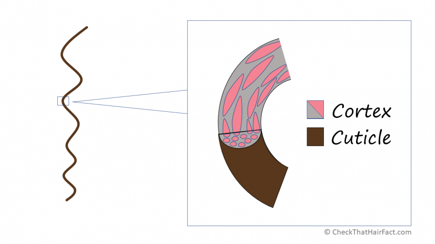 curly hair cortex - Check That Hair Fact!