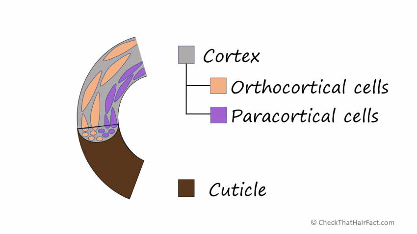 curly hair cortex cells - Check That Hair Fact!