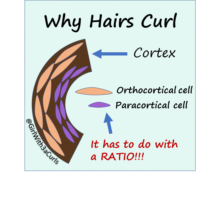 why hairs curl - Check That Hair Fact!